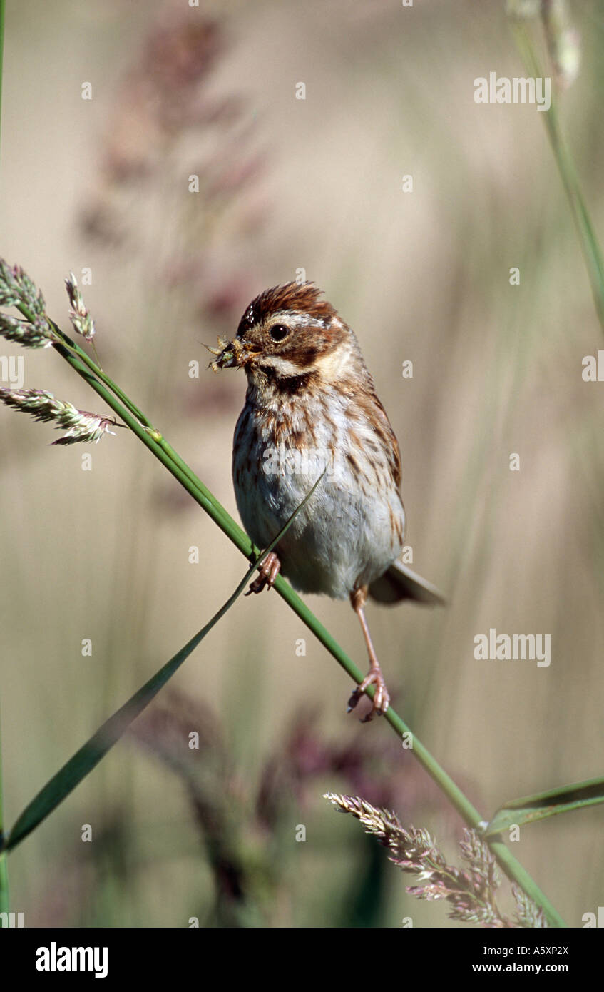 Female reed bunting on perch hi-res stock photography and images - Alamy
