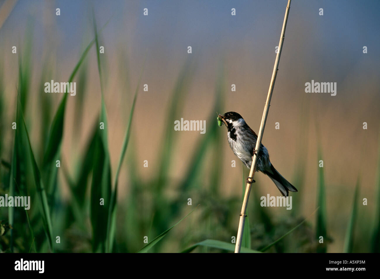 Reed Bunting, (male), perched on single reed stem with caterpillar in ...
