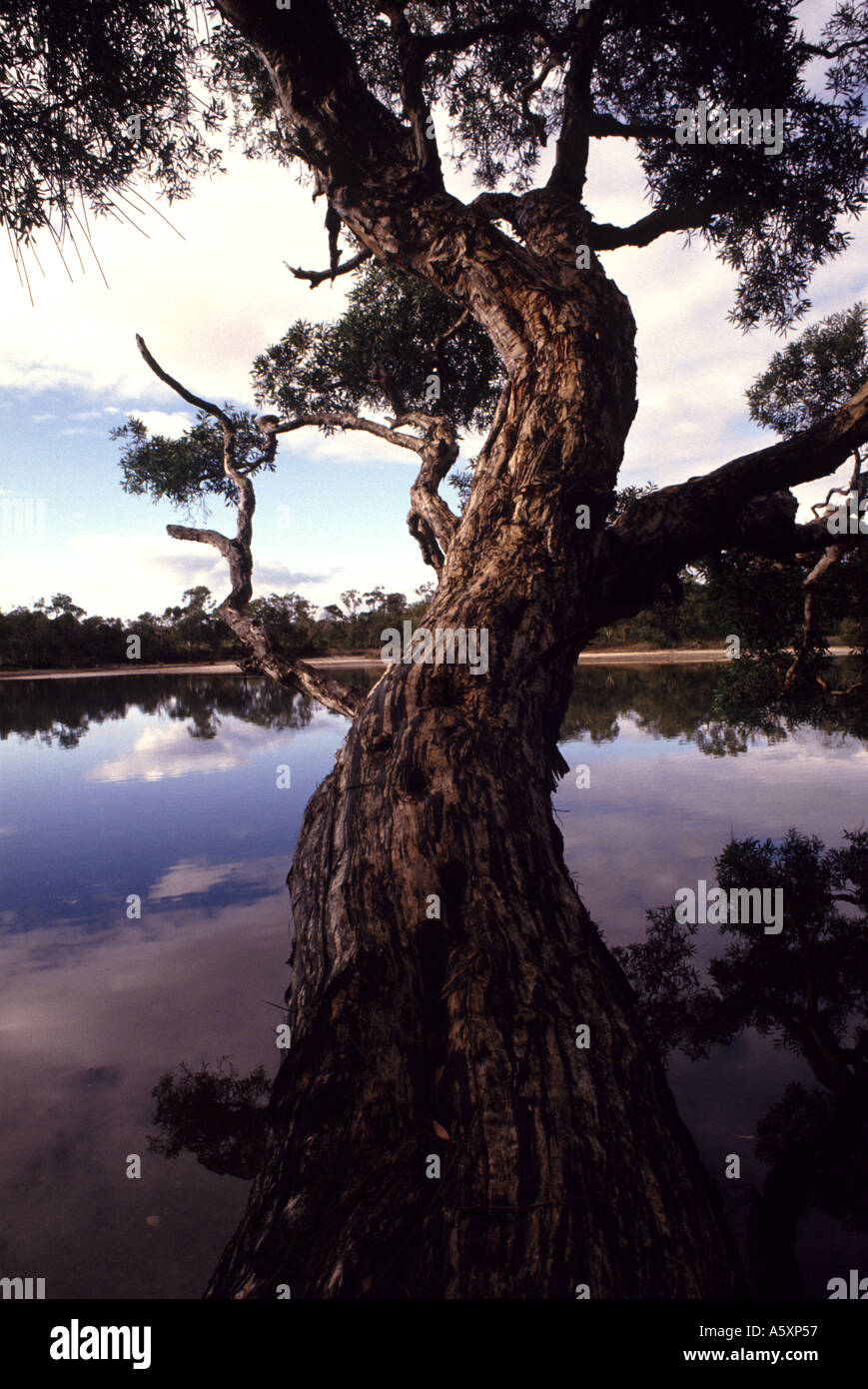 TREE OVERHANGING RIVER SUNSHINE COAST QUEENSLAND AUSTRALIA Stock Photo ...