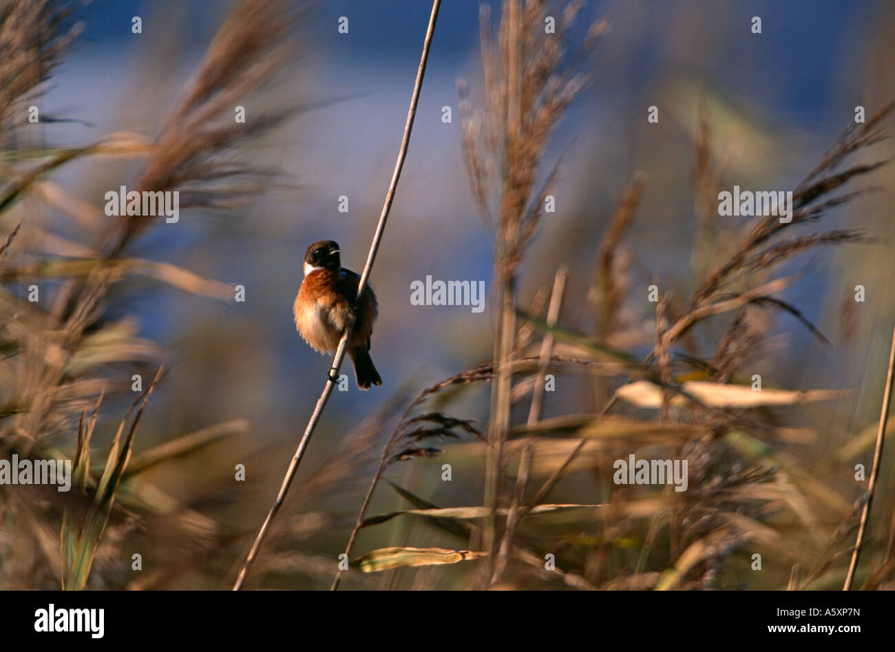 Stonechat, (male), perched on single reed stem Stock Photo - Alamy