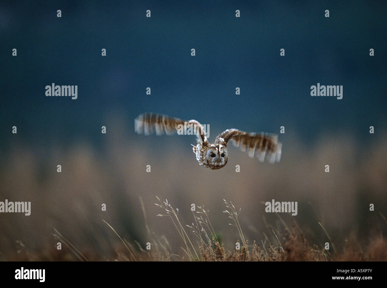 Tawny owl strix aluco flies hi-res stock photography and images - Alamy