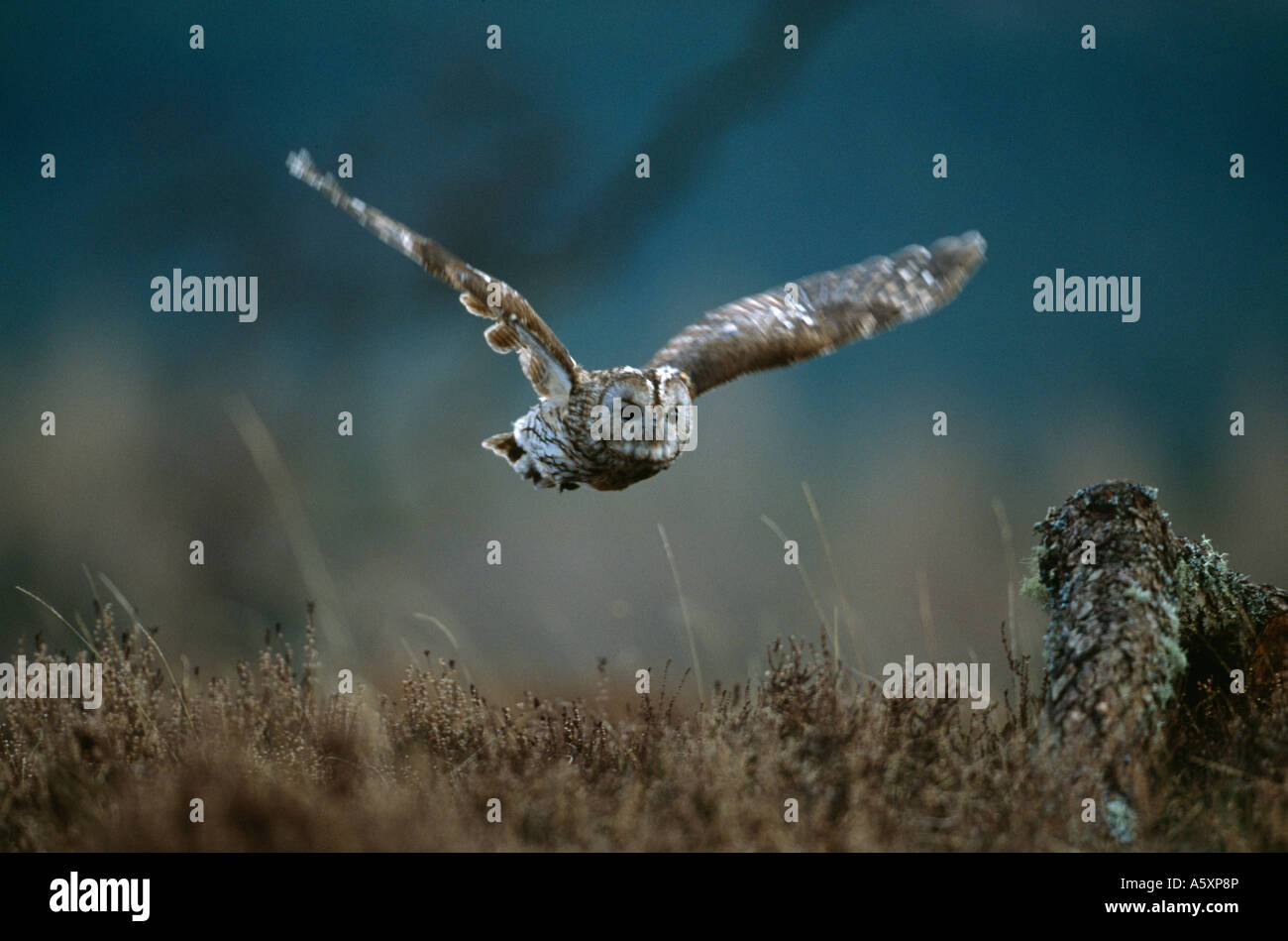 Tawny owl strix aluco flies hi-res stock photography and images - Alamy