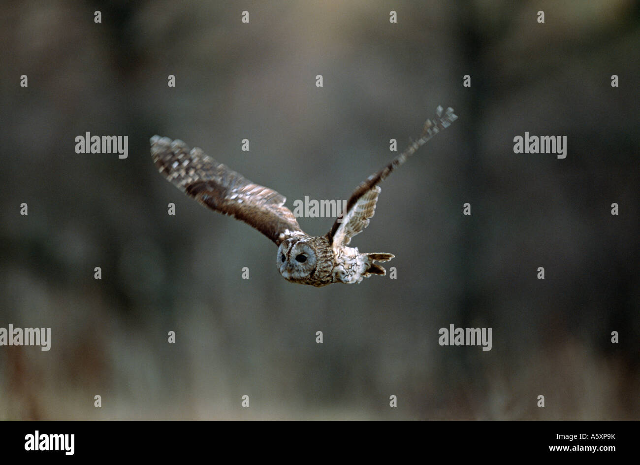 Tawny owl uk flight hi-res stock photography and images - Alamy