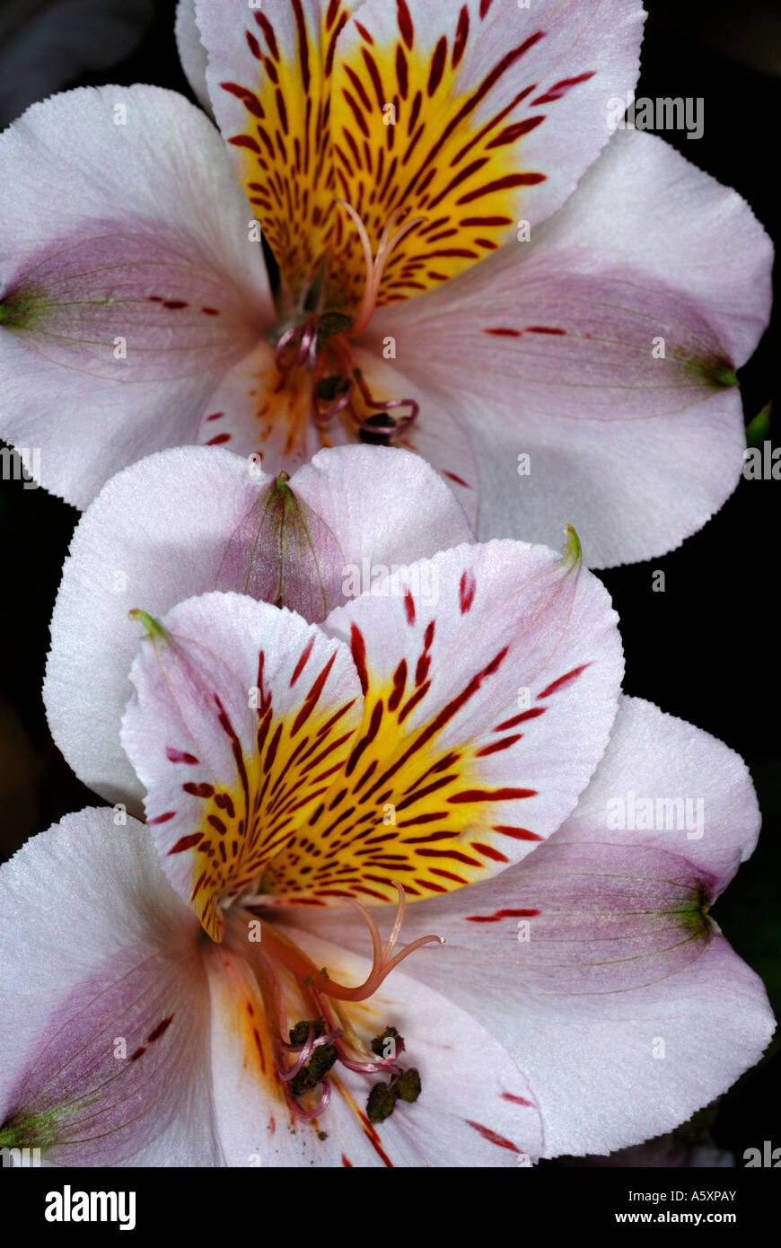 Alstromeria Peruvian lilies an ornamental flower Stock Photo - Alamy