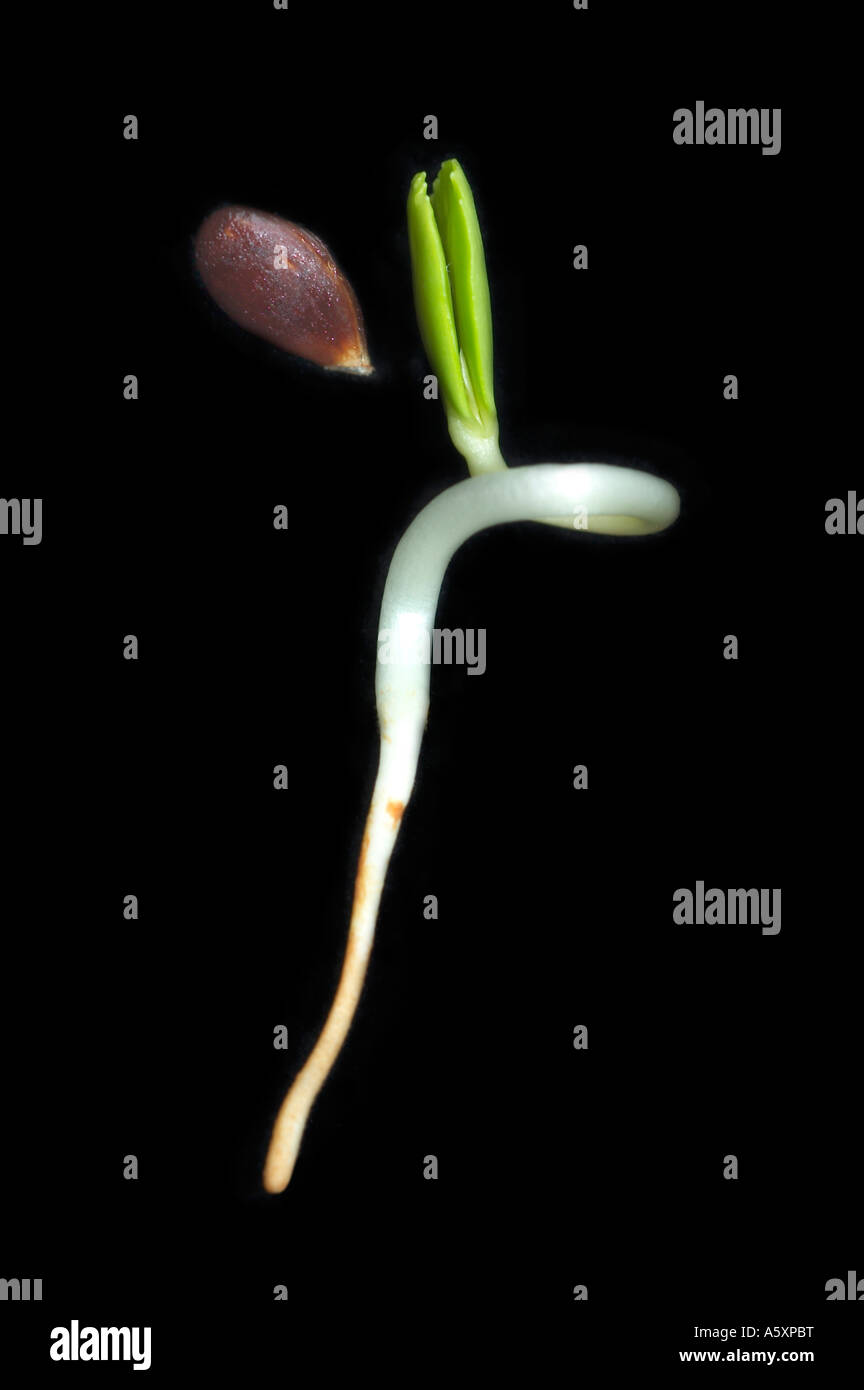 Cotyledon seed germination hi-res stock photography and images - Alamy
