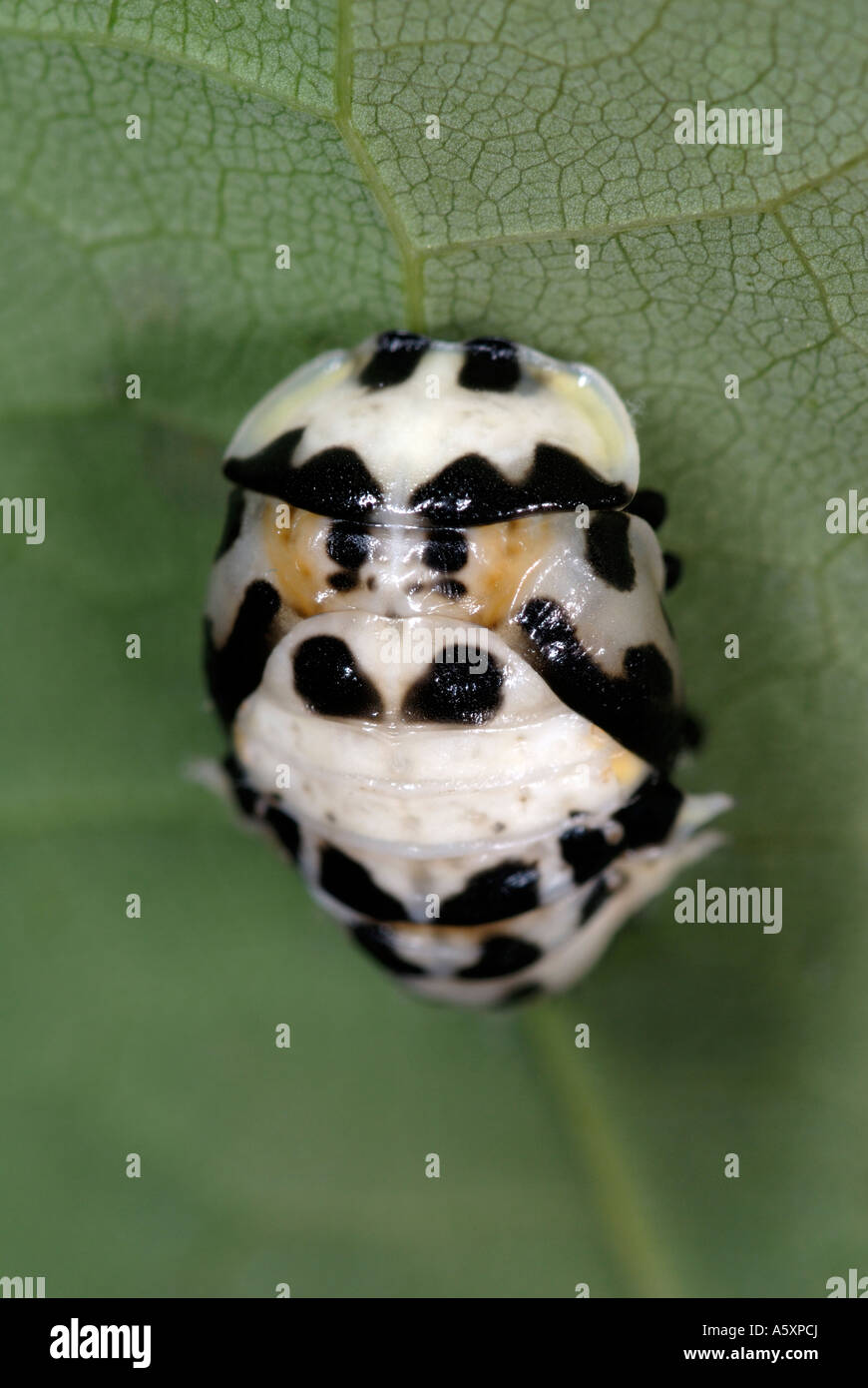 pupa of Asian ladybug ladybird beetle Stock Photo - Alamy