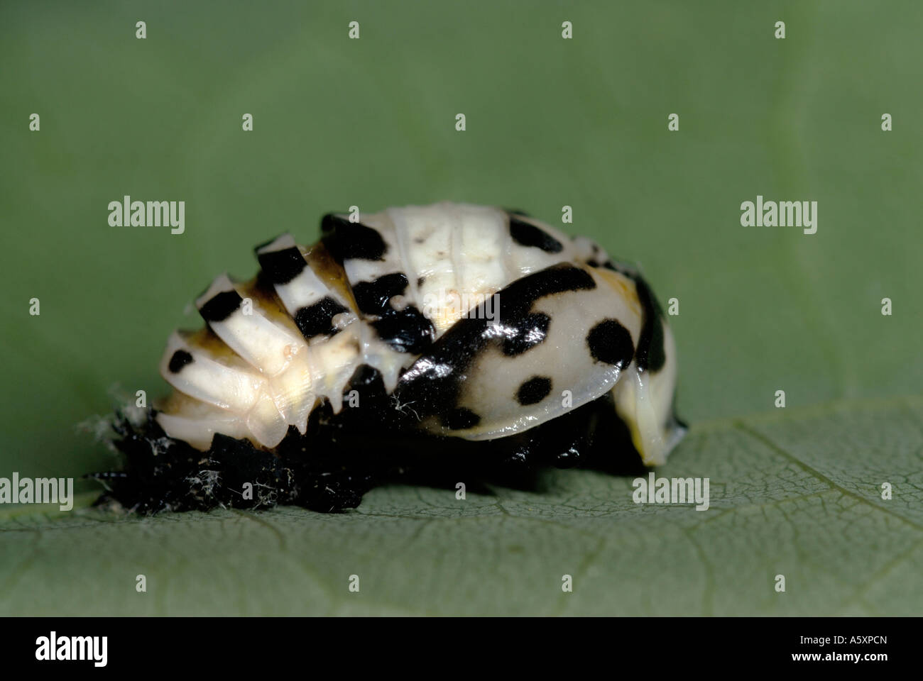 pupa of Asian ladybug ladybird beetle Stock Photo - Alamy