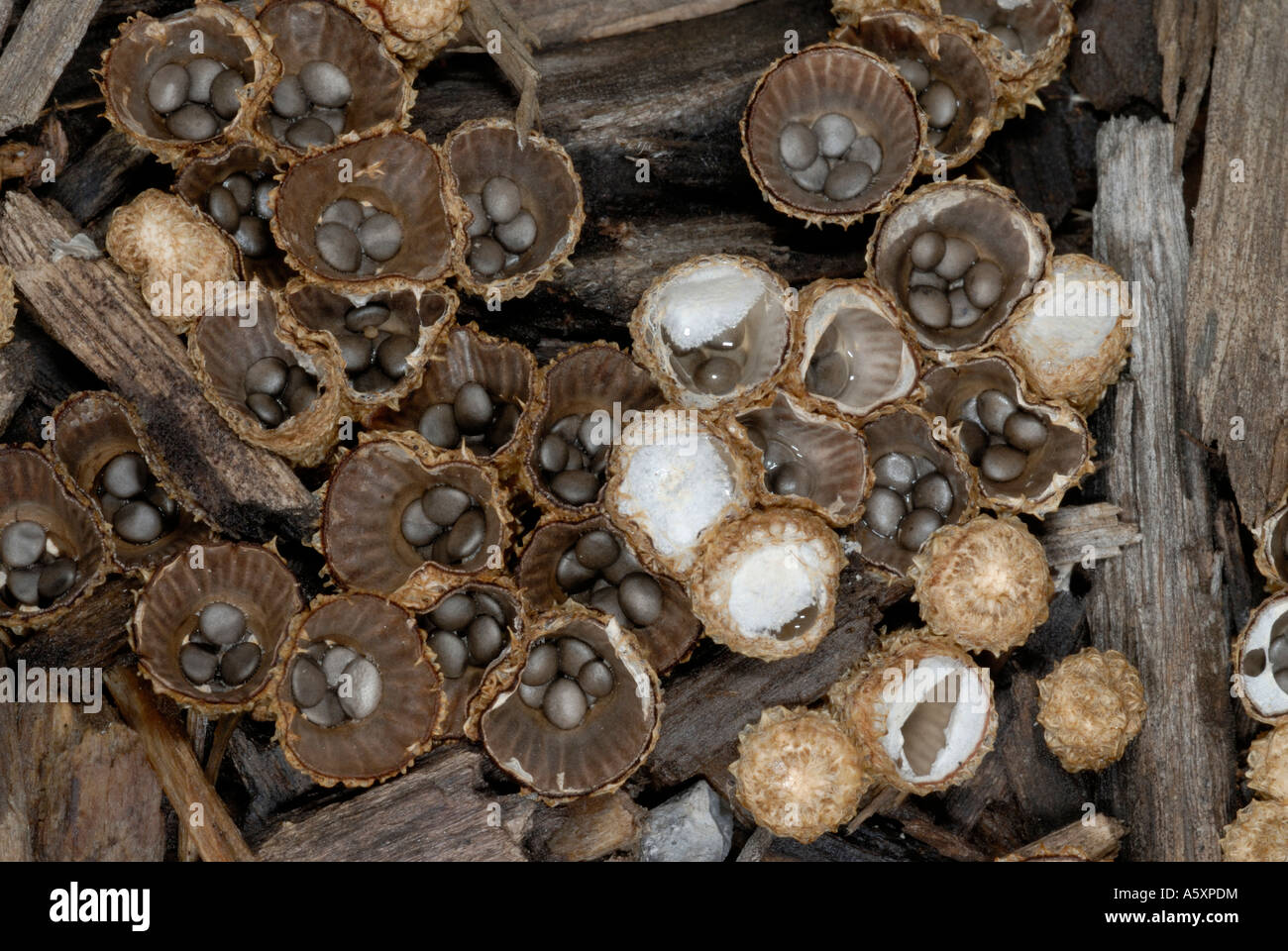 Splash cups bird s nest fungus Cyathus striatus Stock Photo - Alamy