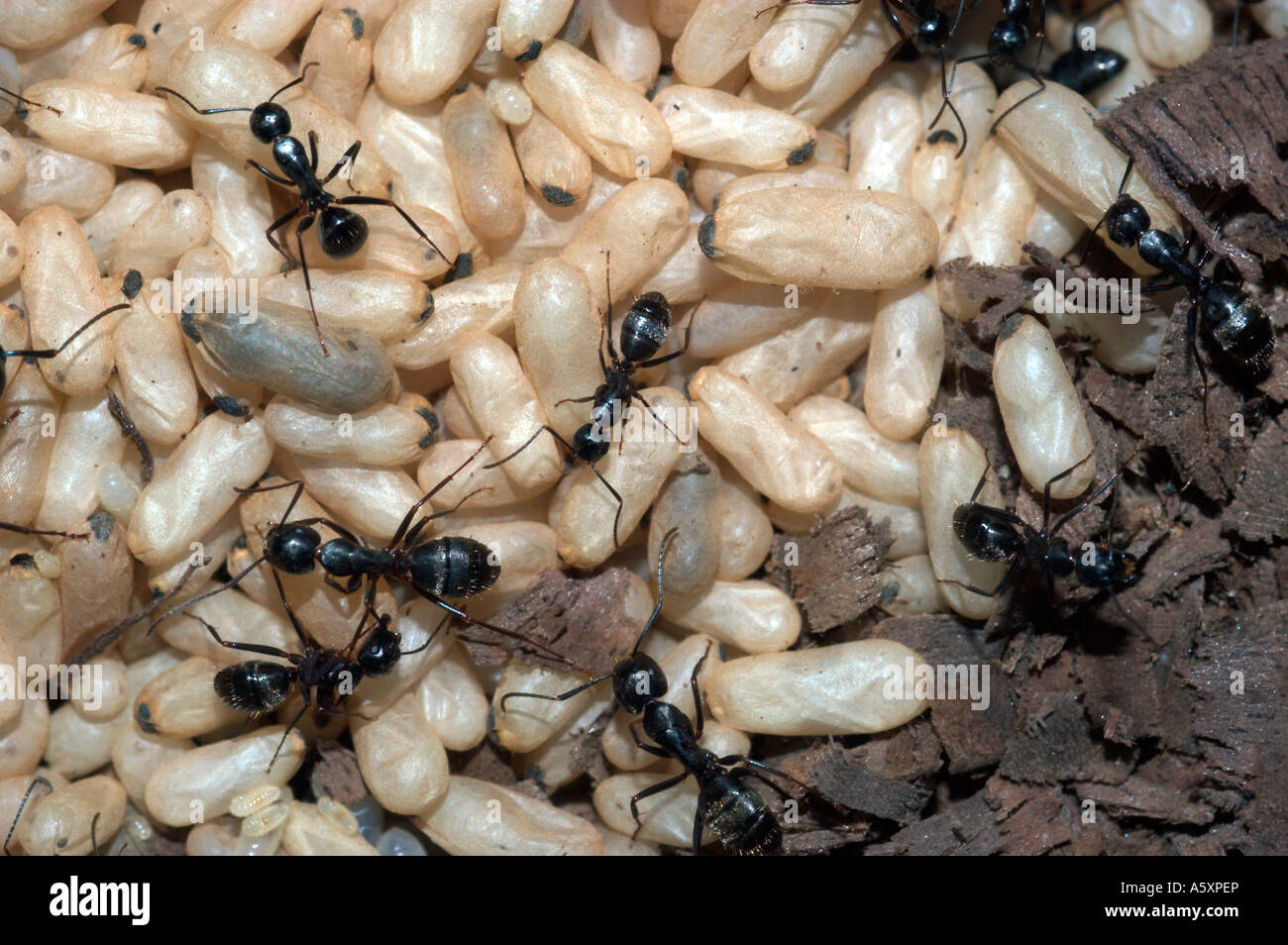 Pupae Ants And Carpenter