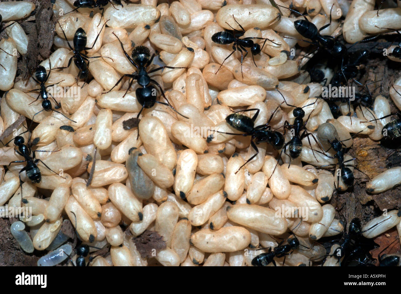 carpenter ants tending pupae and larvae Stock Photo - Alamy