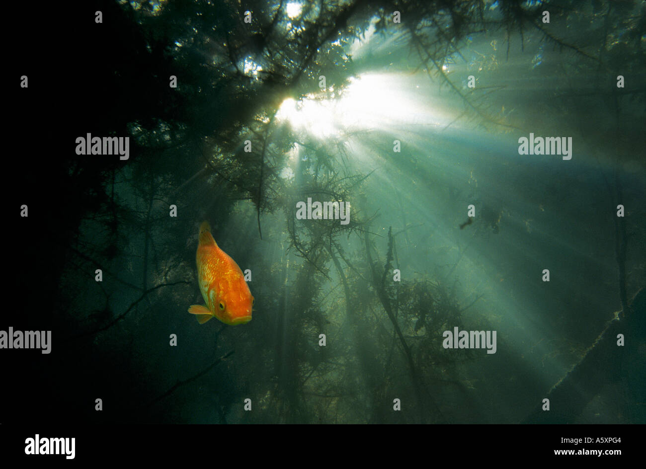 Cyprinus auratus goldfish hi-res stock photography and images - Alamy