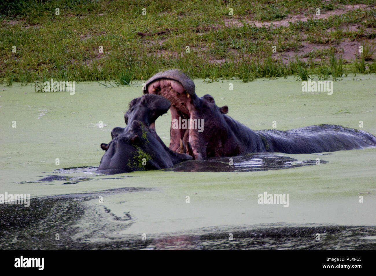 Male hippo hippopotamus amphibius hi-res stock photography and images ...