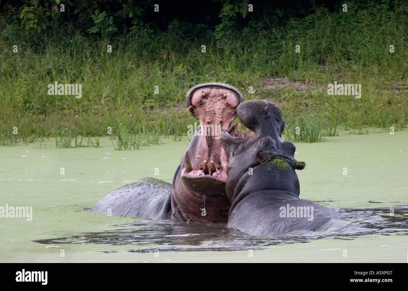 Male hippos fighting hi-res stock photography and images - Alamy