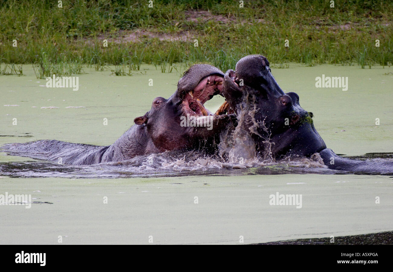 Male hippos fighting hi-res stock photography and images - Alamy