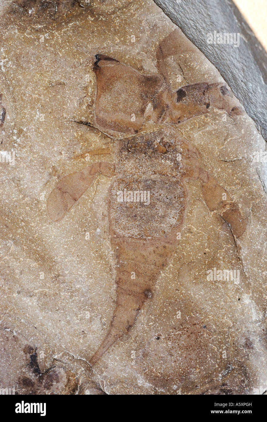 eurypterid fossil Stock Photo - Alamy