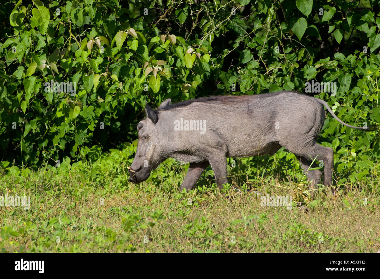Wart hog hi-res stock photography and images - Alamy