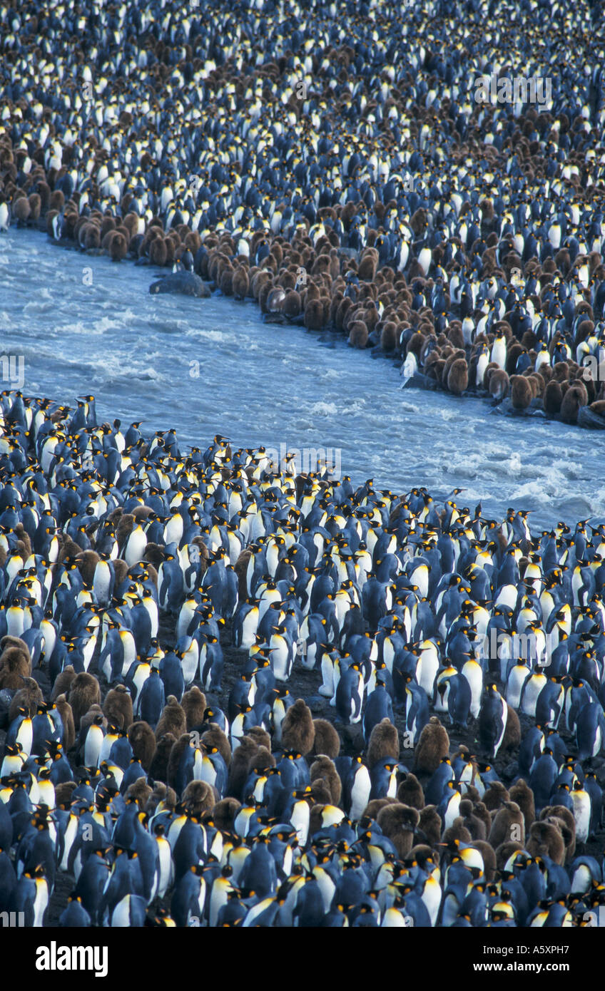 Kimg hi-res stock photography and images - Alamy