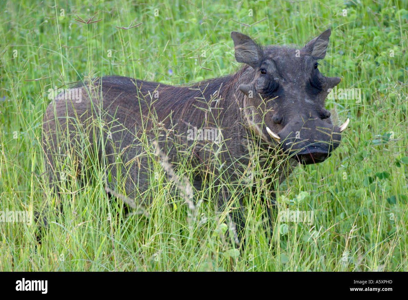 280d hi-res stock photography and images - Alamy