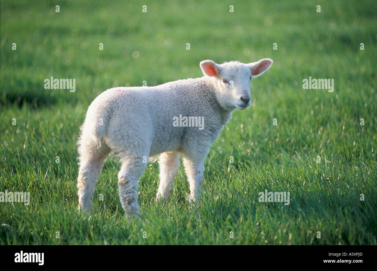 Sheep grazing in devon spring hi-res stock photography and images - Alamy