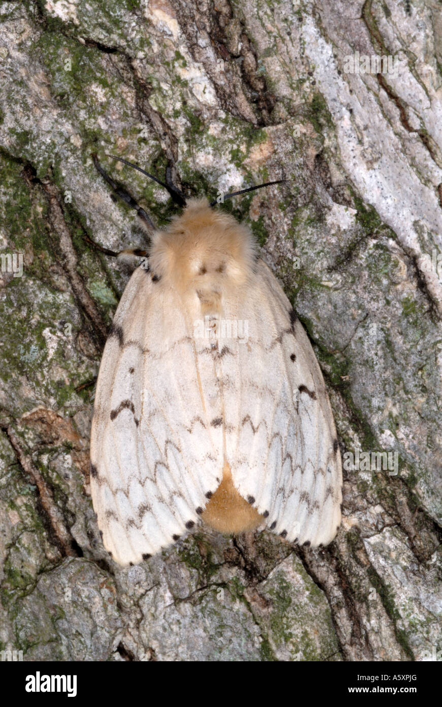 gypsy moth female laying eggs Stock Photo - Alamy