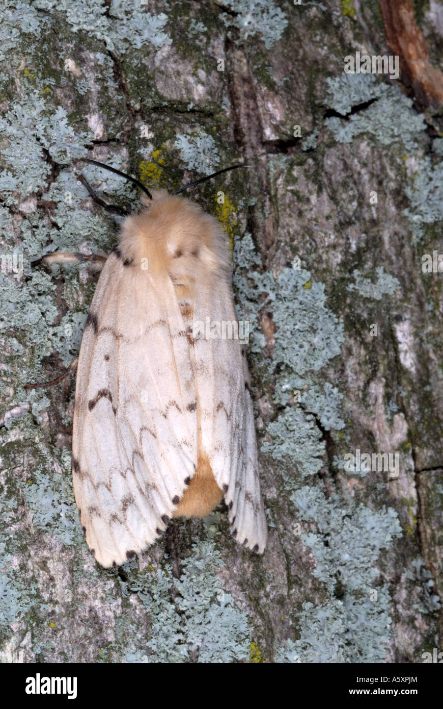 gypsy moth female laying eggs Stock Photo - Alamy