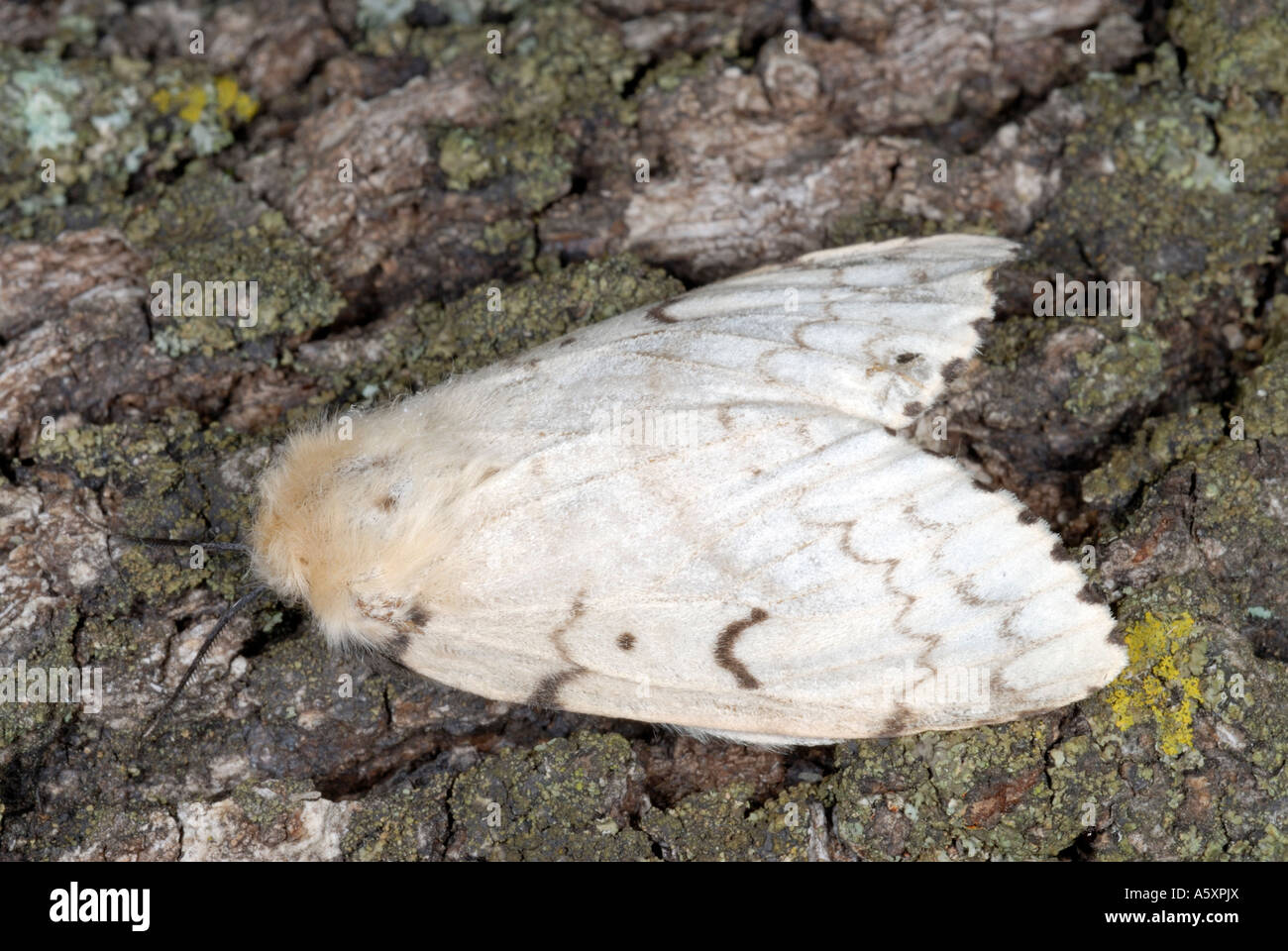 gypsy moth female Stock Photo - Alamy