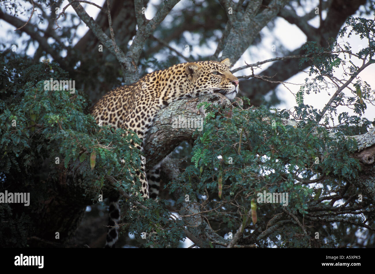 Masai mara leopard lying hi-res stock photography and images - Alamy