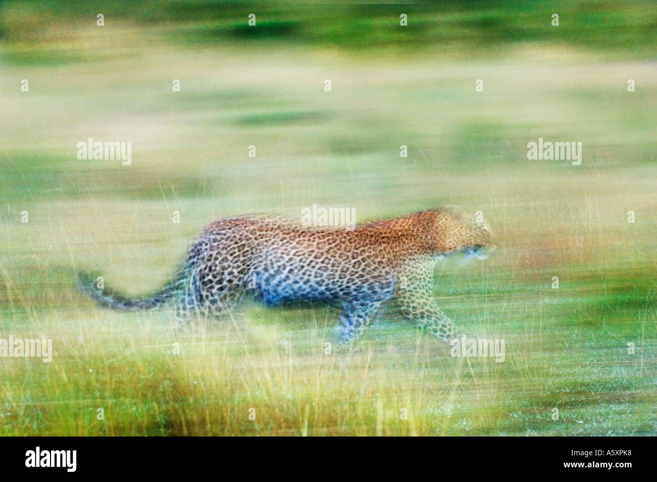 Leopard running hi-res stock photography and images - Alamy
