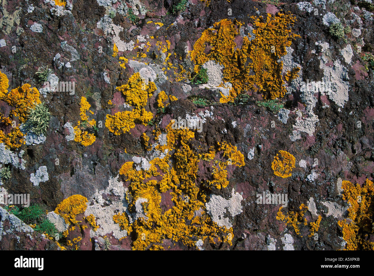 Lichen on stone surfaces hi-res stock photography and images - Alamy