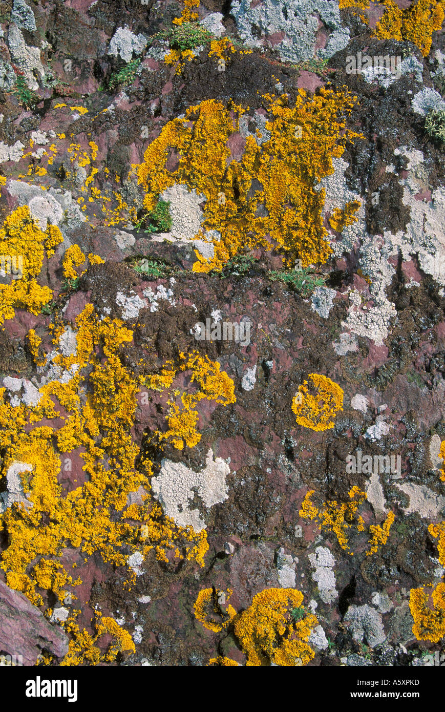 Lichen on stone surfaces hi-res stock photography and images - Alamy