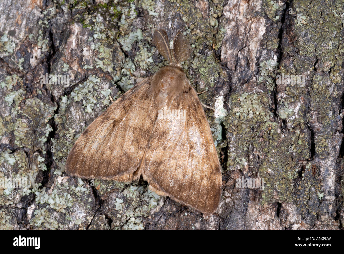 gypsy moth male Stock Photo - Alamy