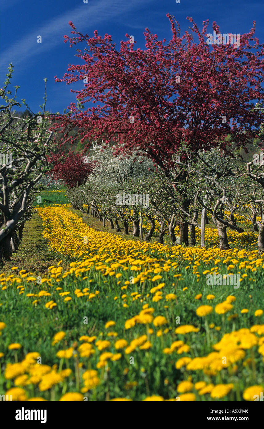 Orchard in Spring (France). Verger au printemps (France Stock Photo - Alamy