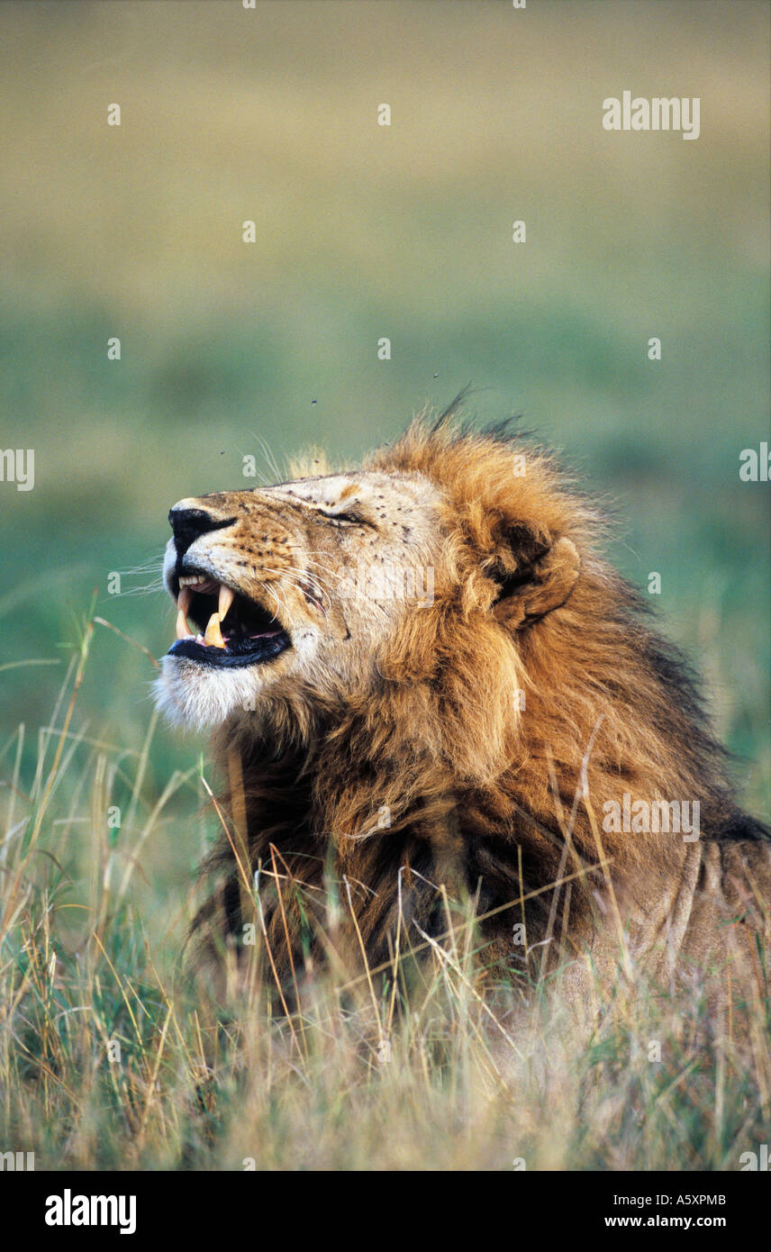 Male Lion roaring Masai Mara National Park Kenya Stock Photo - Alamy