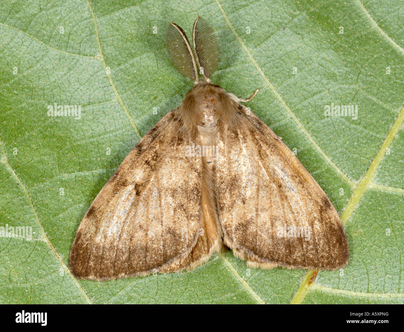 Gypsy moth male hi-res stock photography and images - Alamy
