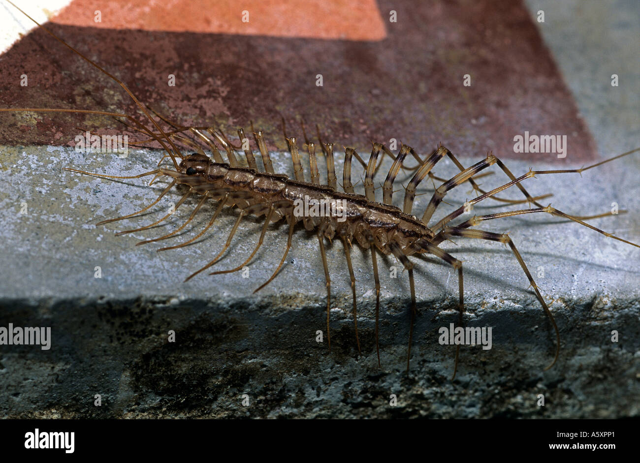 Scutigere hi-res stock photography and images - Alamy