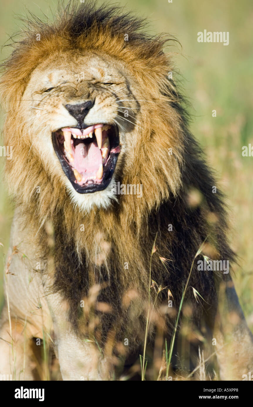Lion roaring agressive hi-res stock photography and images - Alamy