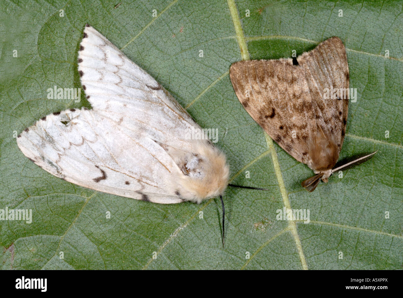 gypsy moth male and female Stock Photo - Alamy