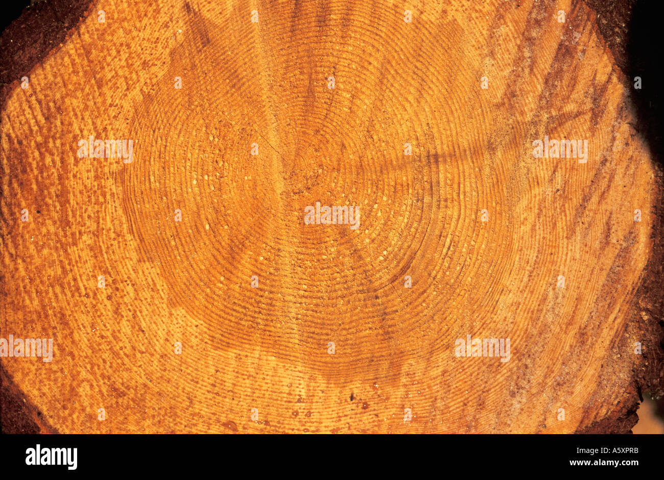 Tree Rings on Cut Log surface Finland Stock Photo - Alamy