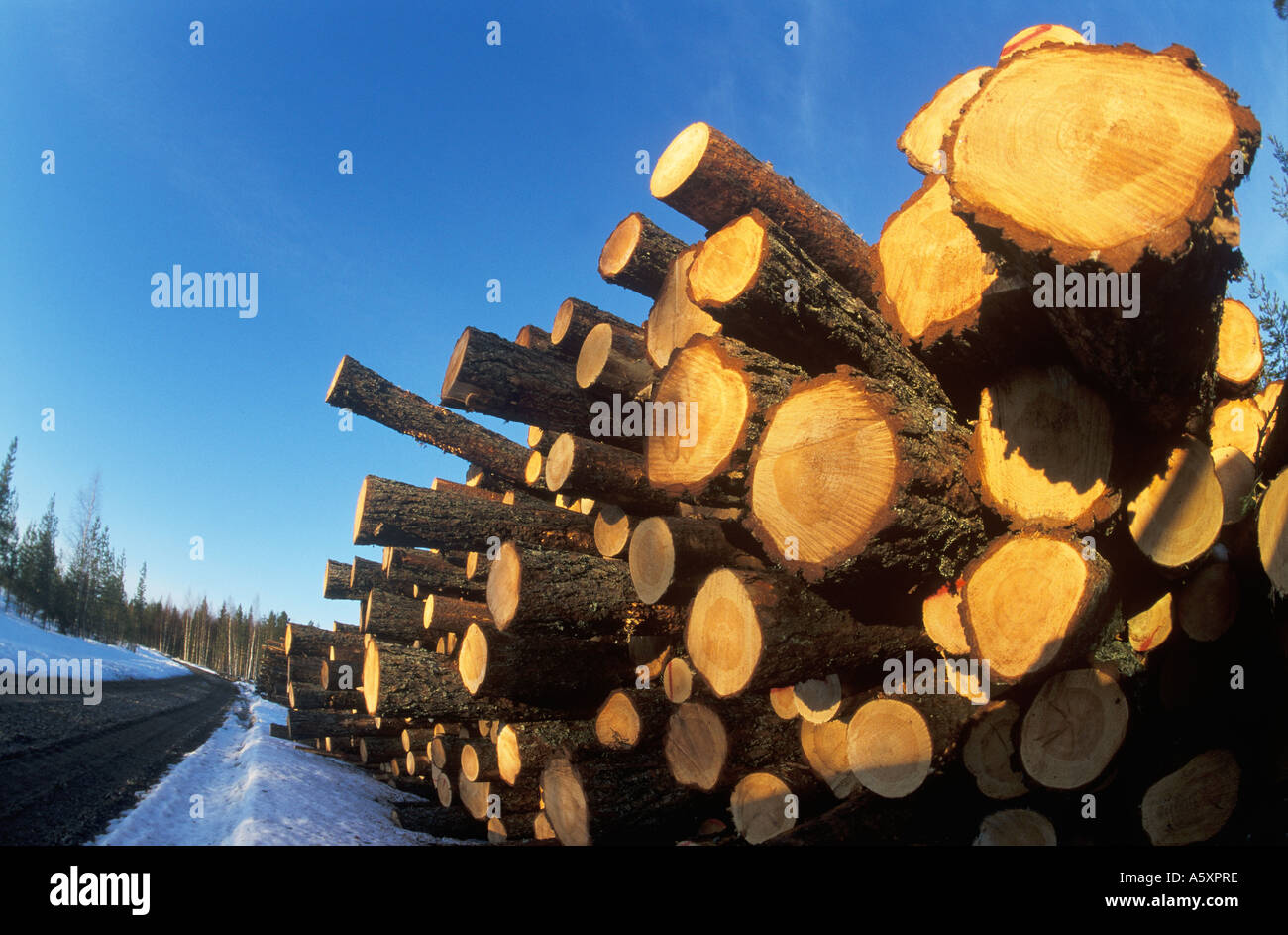 Pile of Cut Logs ready for transport Finland Stock Photo - Alamy