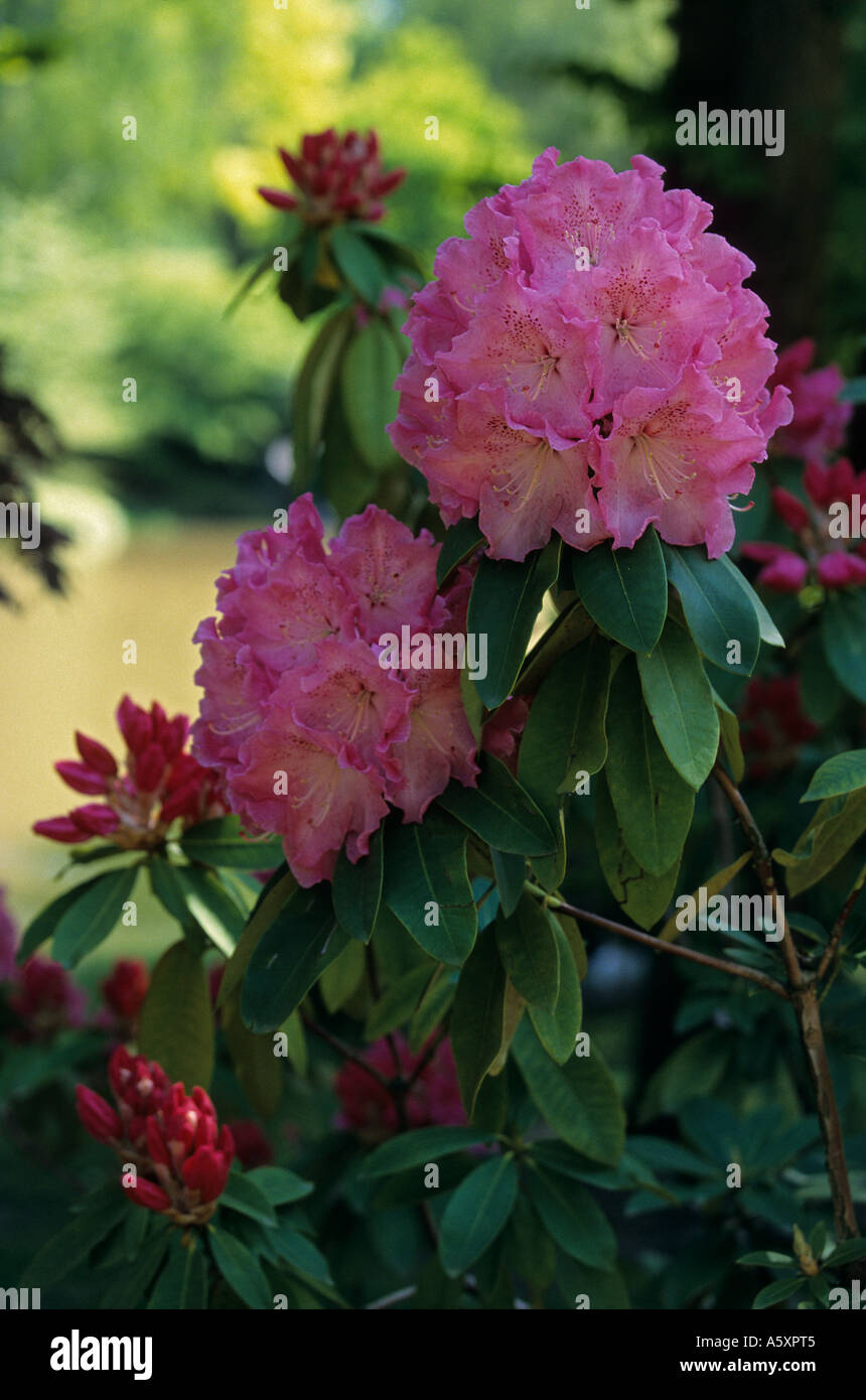 Arbuste arbuste ericaceae hi-res stock photography and images - Alamy