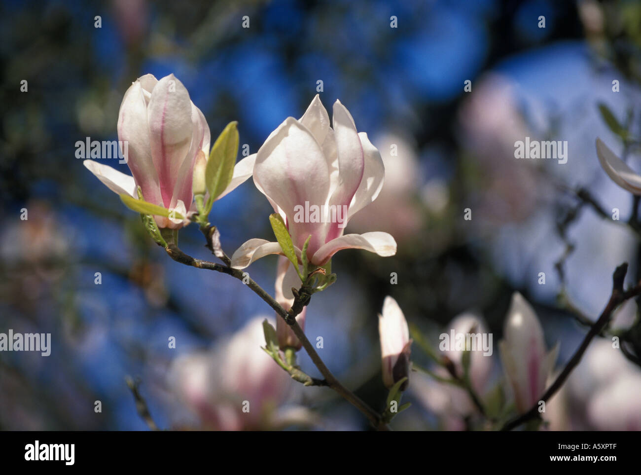 Magnoila Flower Devon United Kingdom Stock Photo - Alamy