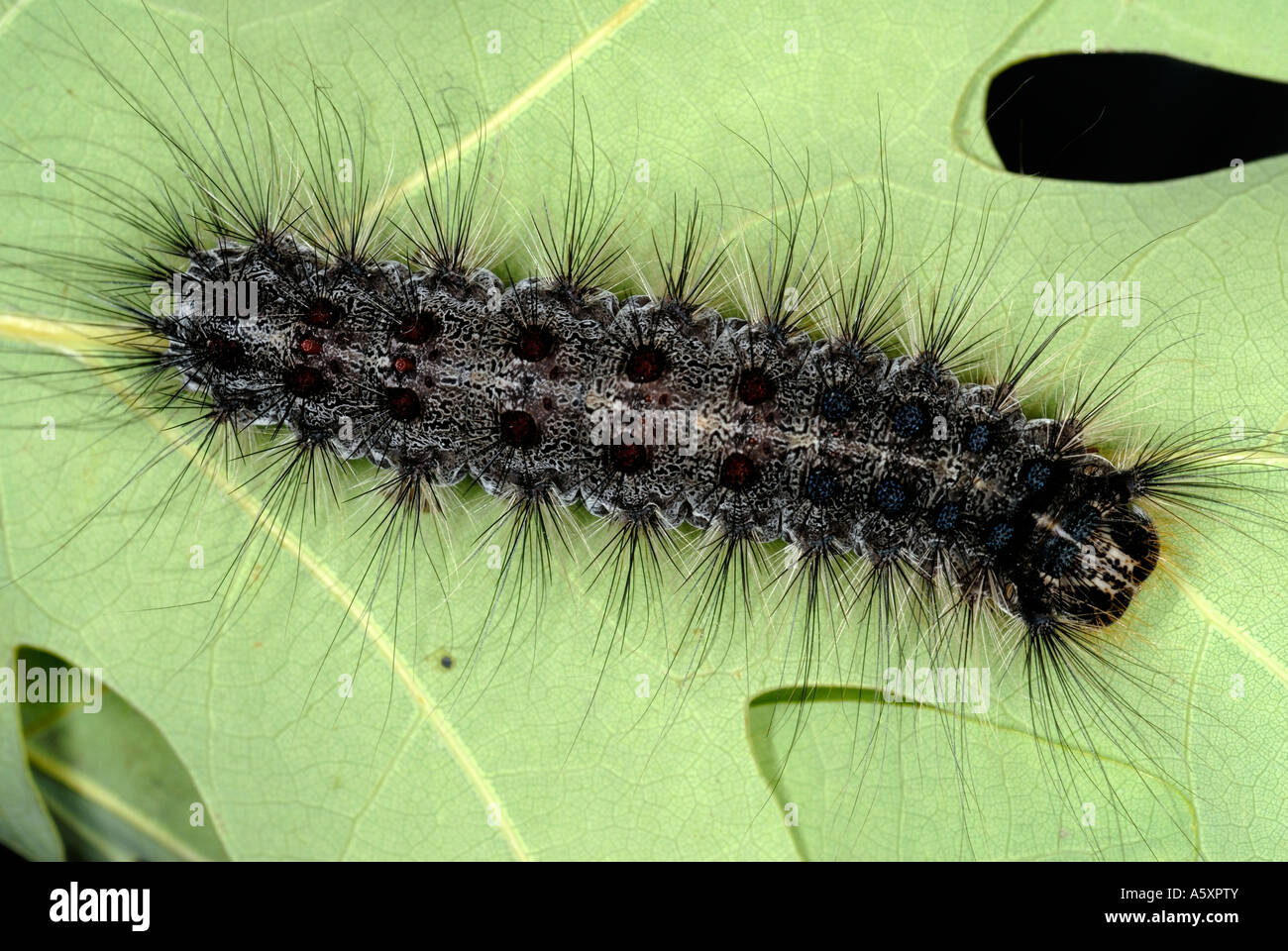 gypsy moth caterpillar Stock Photo - Alamy