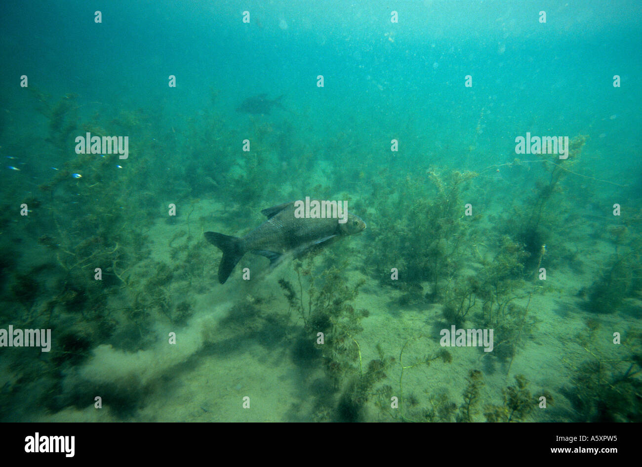 Freshwater bream hi-res stock photography and images - Alamy