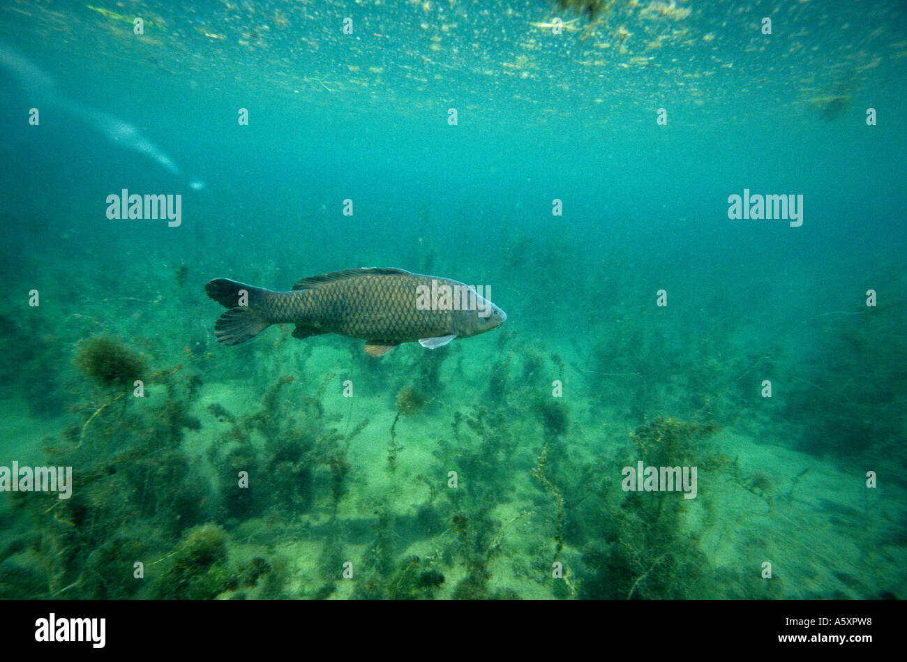 A common carp in its natural environment (Cyprinus carpio carpio ...
