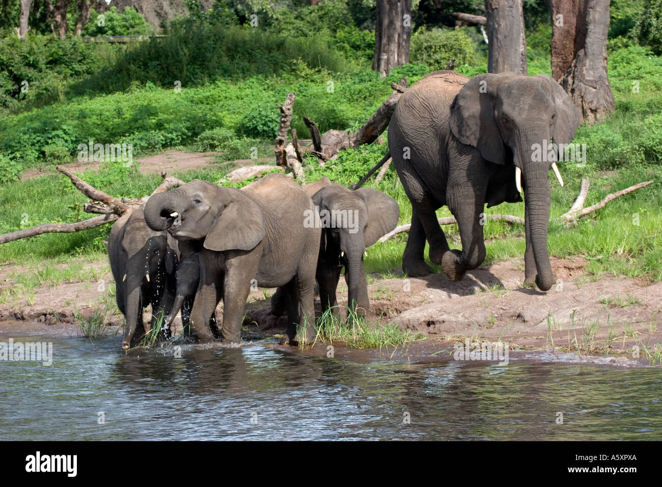 ME2-67D ELEPHANTS WITH BABY DRINKING Stock Photo - Alamy