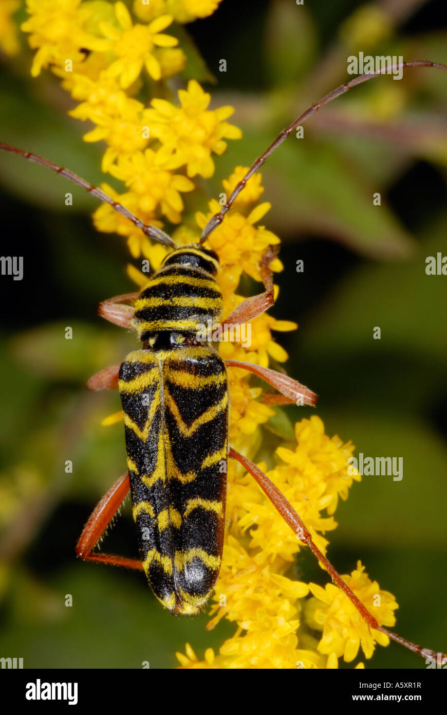 Locust borer beetle Stock Photo - Alamy