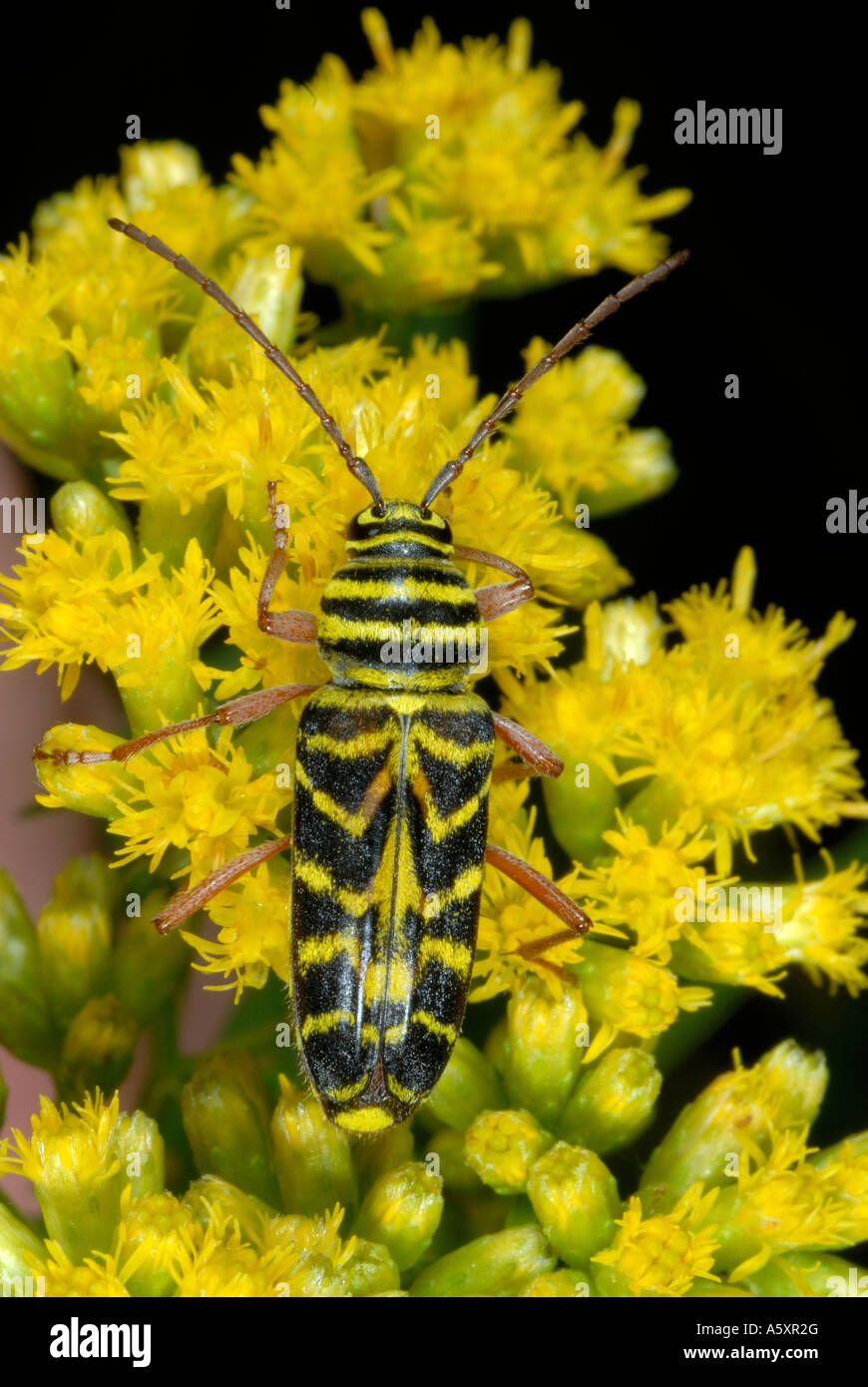 Locust borer beetle Stock Photo - Alamy