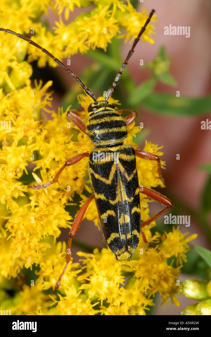 Locust borer beetle Stock Photo - Alamy
