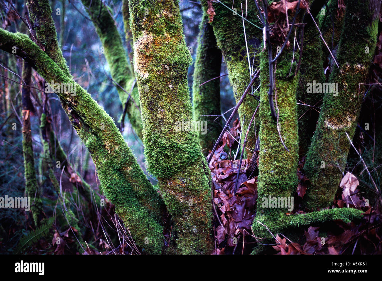 Fall leaves are caught in the forks of moss covered trees Stock Photo ...