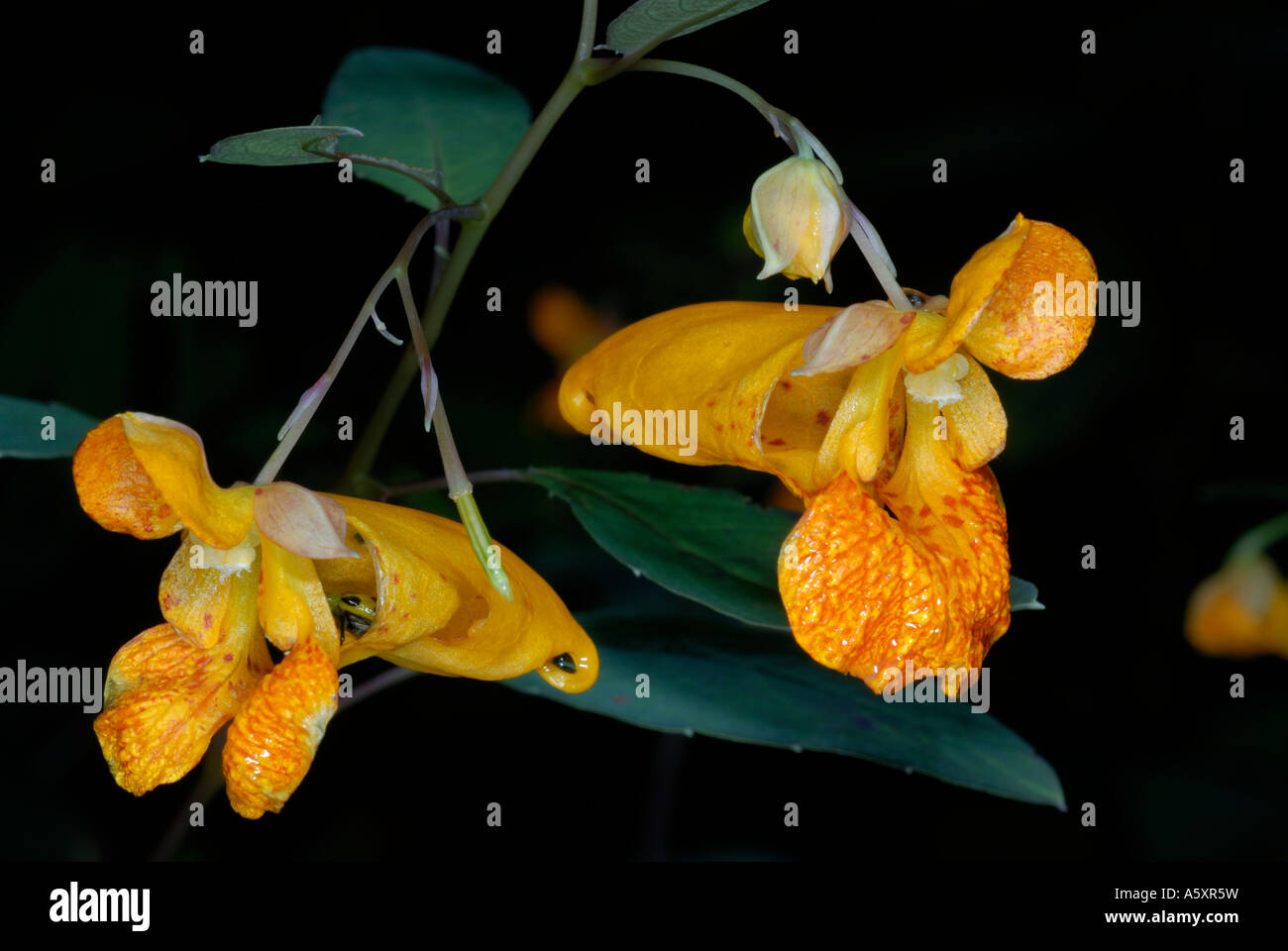 spotted touch me not flowers Impatiens capensis Stock Photo - Alamy